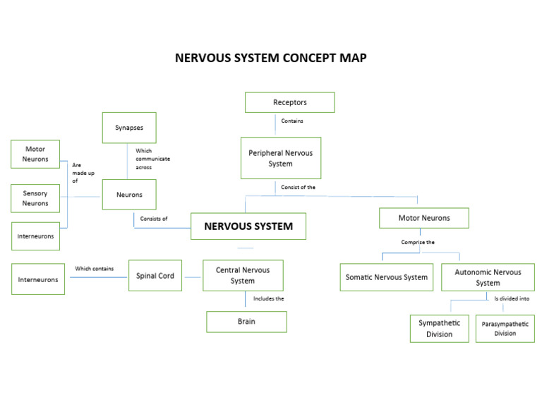 Concept Map- Nervous System | PDF