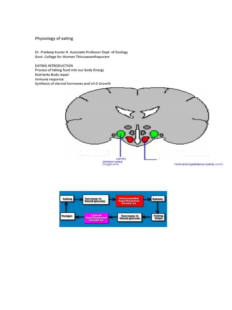 Physiology of Eating | PDF | Hypothalamus | Obesity