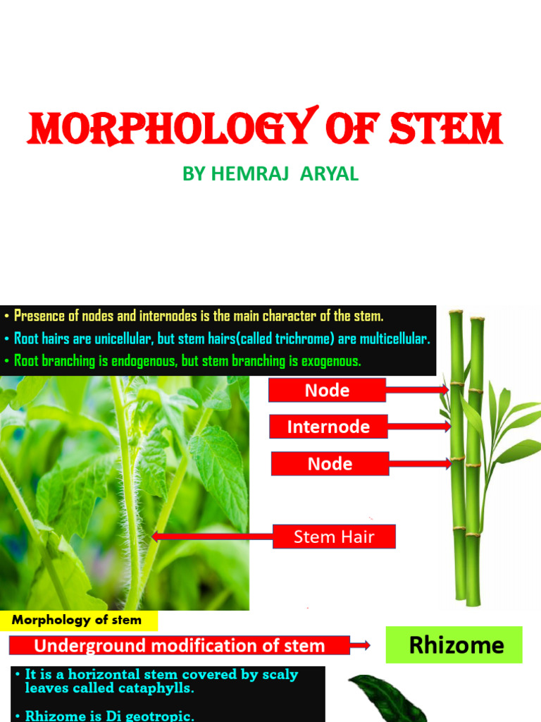 morphology of stem | PDF | Leaf | Organisms