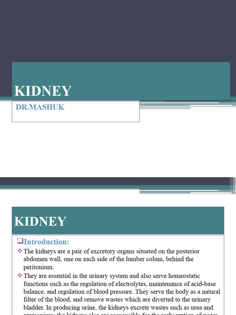 Kidney | PDF