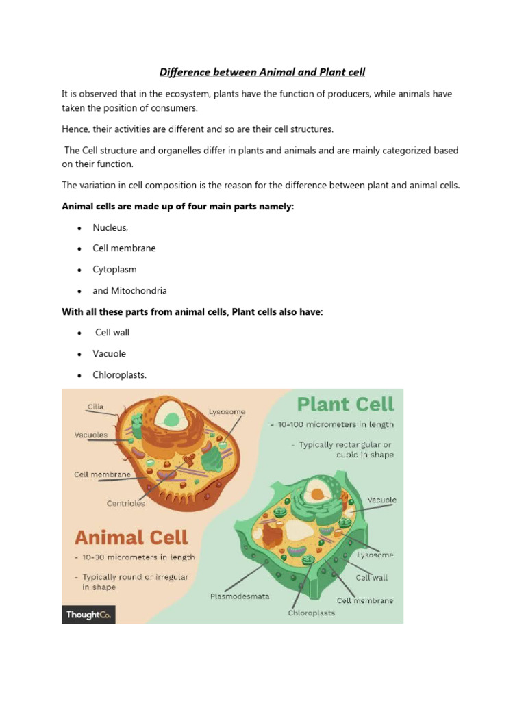 Differences Between Animal and Plant Cells | PDF | Wellness | Science ...