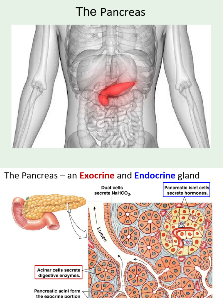 #16 Pancreas Physiology | PDF