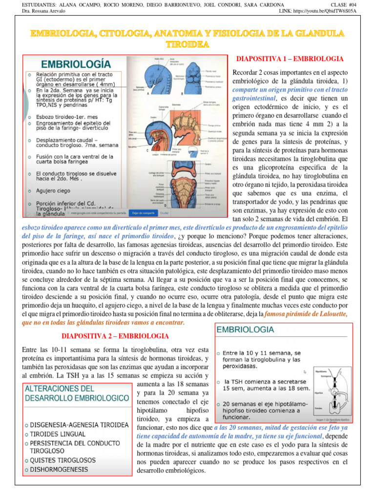 M. Interna 4 - EMBRIOLOGIA, CITOLOGIA, ANATOMIA Y FISIOLOGIA DE LA GLANDULA TIROIDES | PDF ...