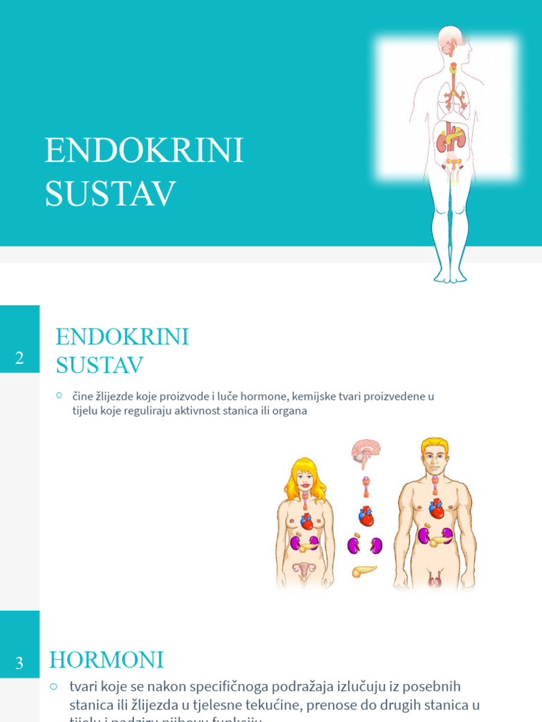 Endokrini Sustav | PDF