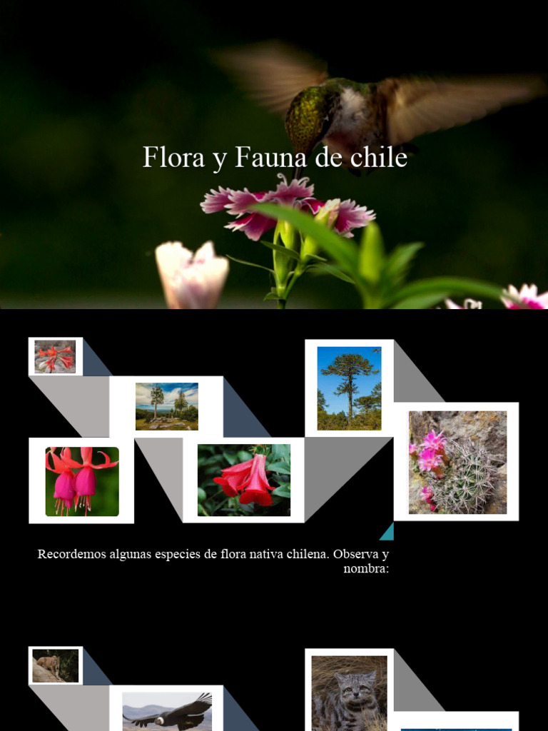 Flora y Fauna de Chile por Zonas | PDF