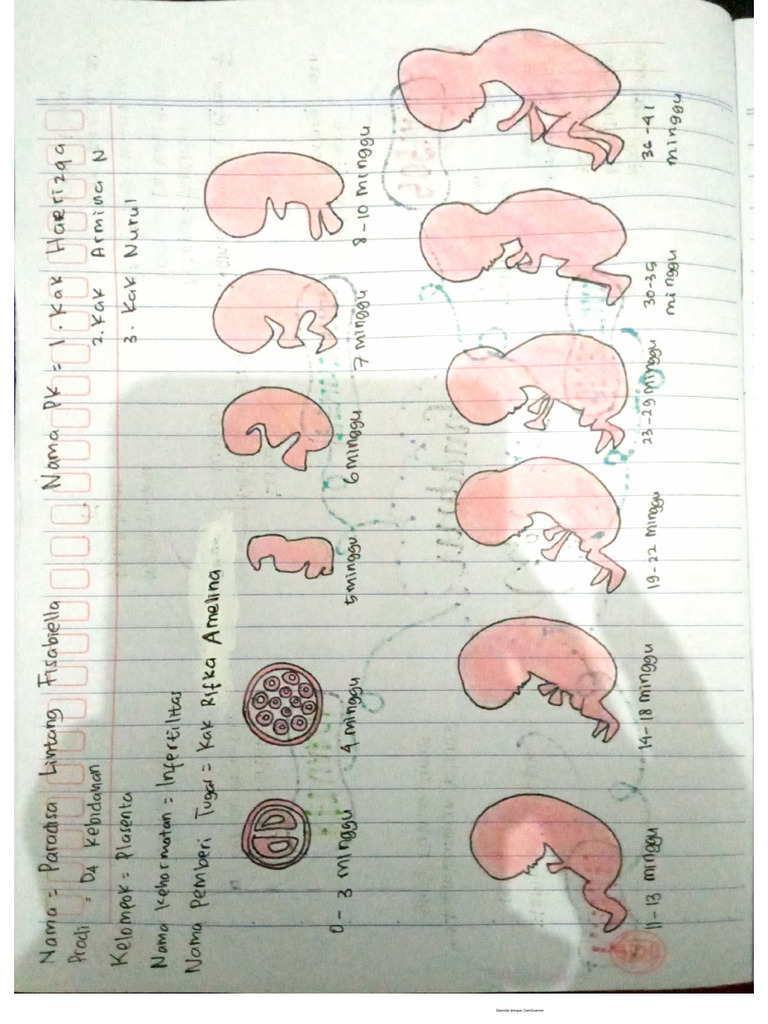 Janin Umur 0-40 Minggu Beserta Penjelasan | PDF