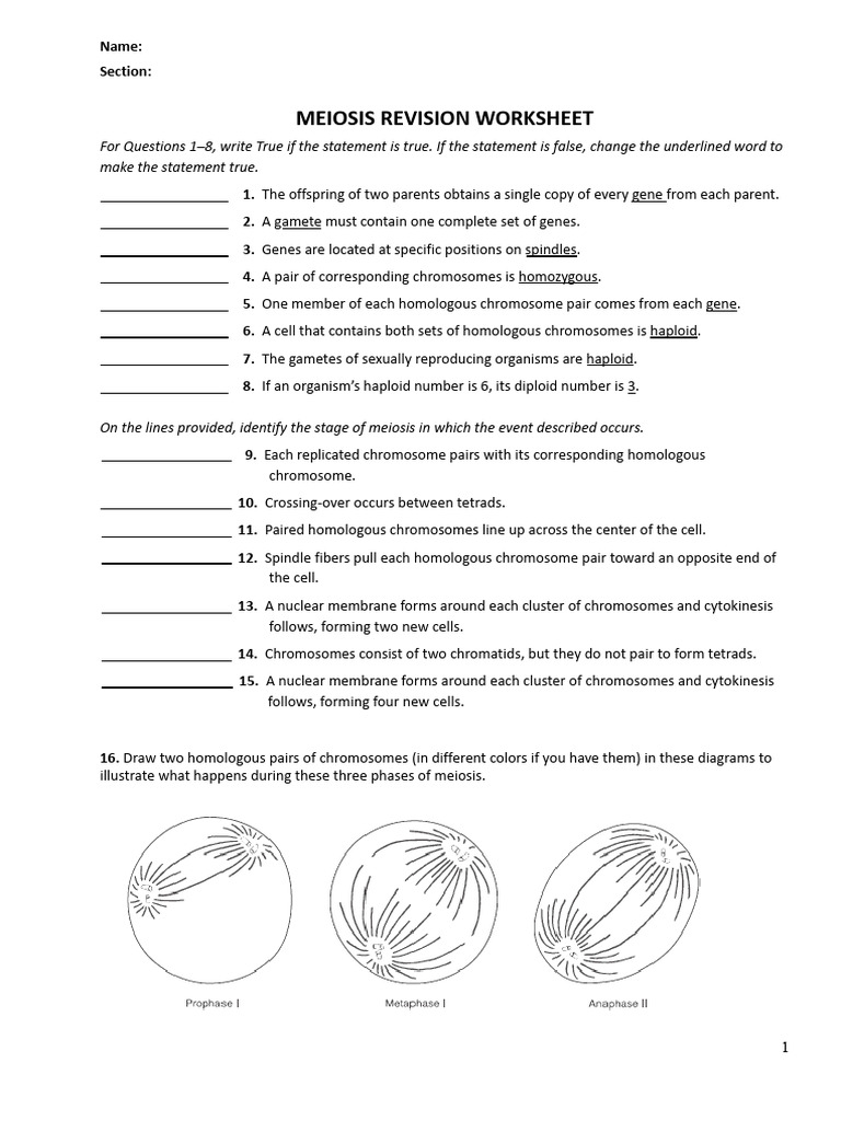 Meiosis Worksheet - Pearson | PDF | Meiosis | Chromosome