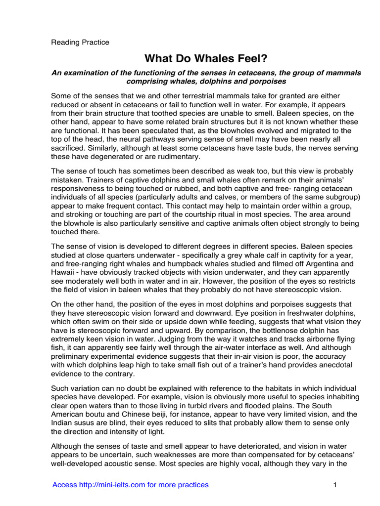 What Do Whales Feel | PDF