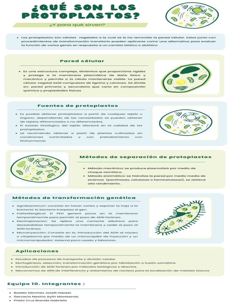 Protoplastos Eq.10 | PDF | Biología Celular) | Adn