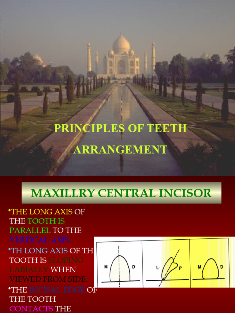 Teeth Arrangement | PDF | Tooth | Dental Anatomy