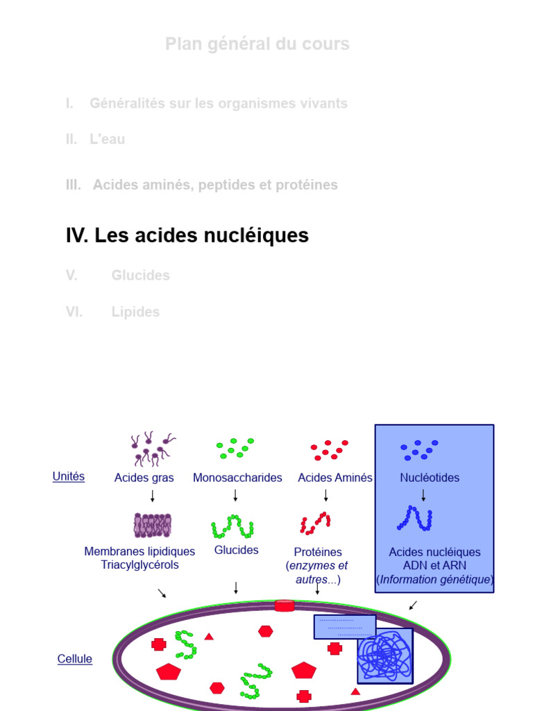 Acides Nucleiques | PDF