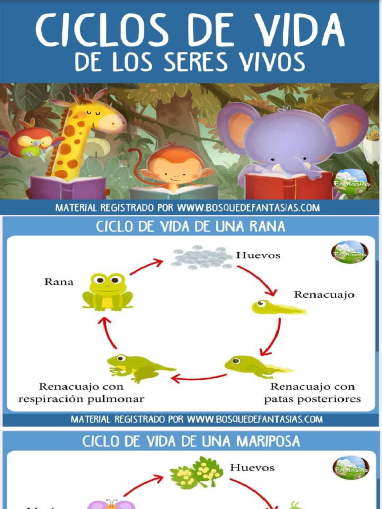 Ciclo de Vida de Los Animales | PDF