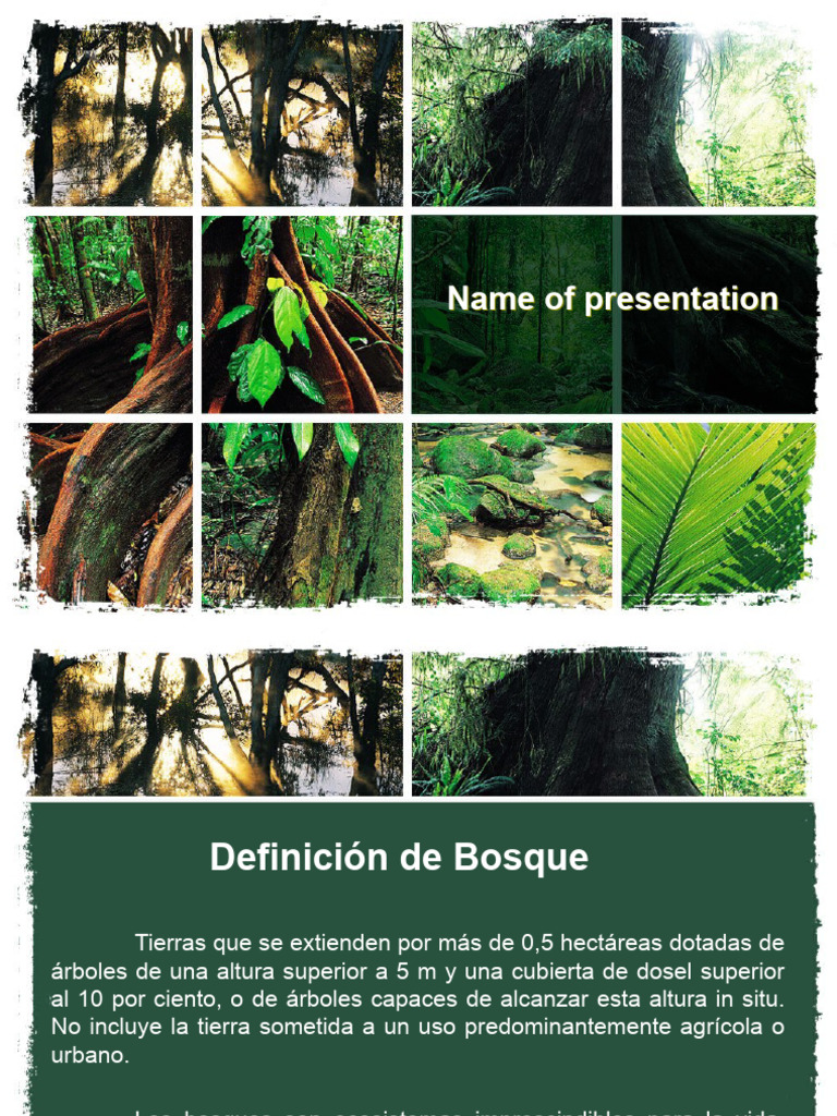 Tipos de Bosques | PDF