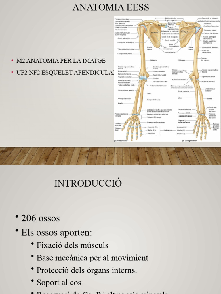 Anatomia Eess | PDF