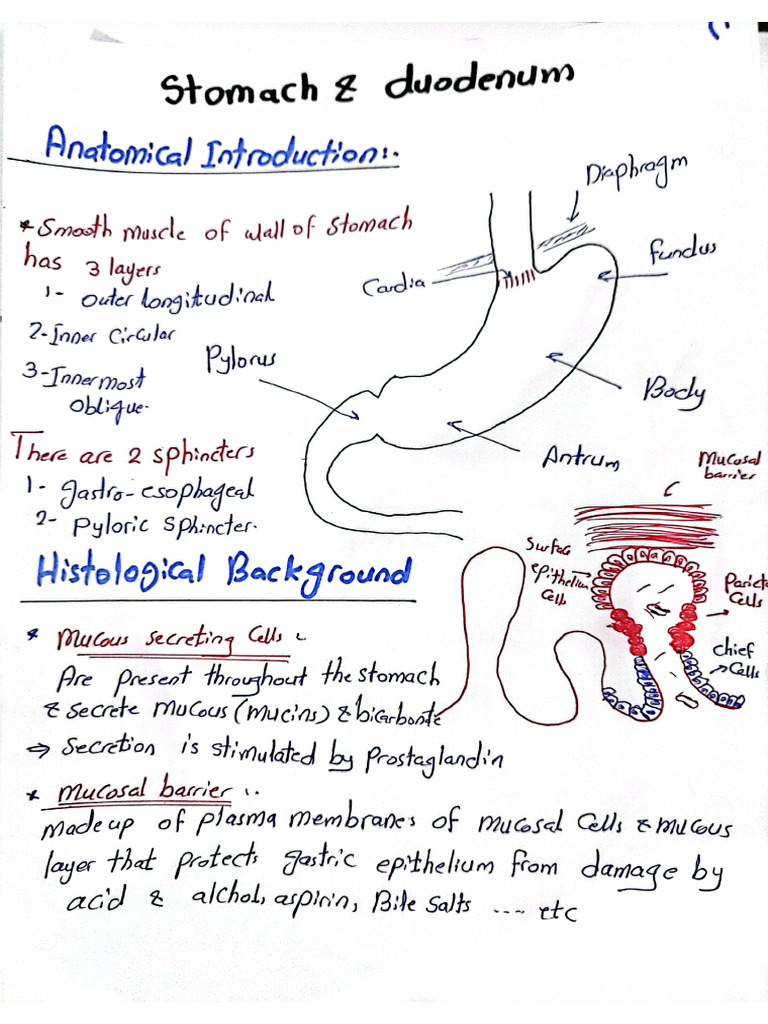 Stomach and Duodenum | PDF