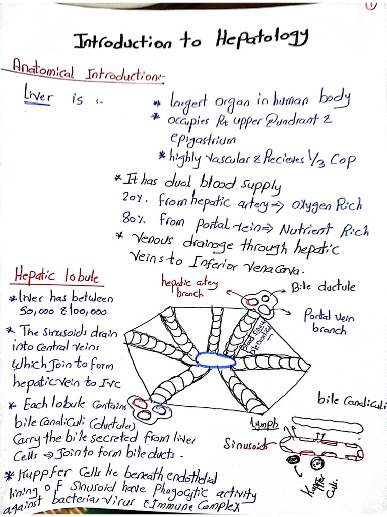 Liver Introduction | PDF