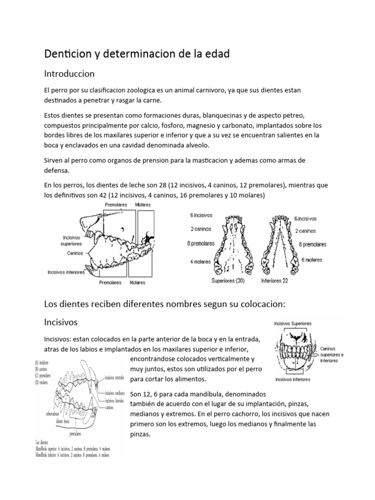 Denticion y Determinacion de La Edad | PDF | Diente | Boca