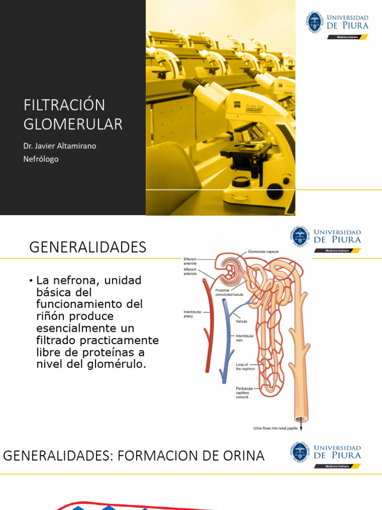 2-II Filtración Glomerular | PDF