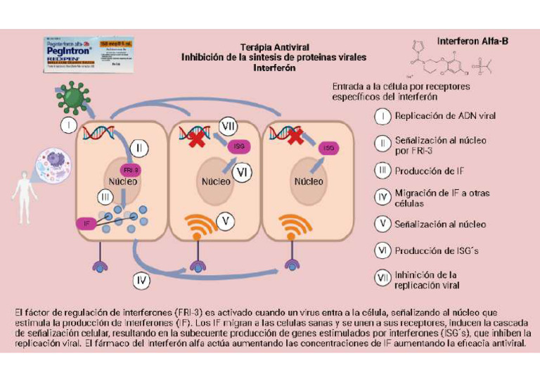 Interferón Mecanismo de Acción | PDF