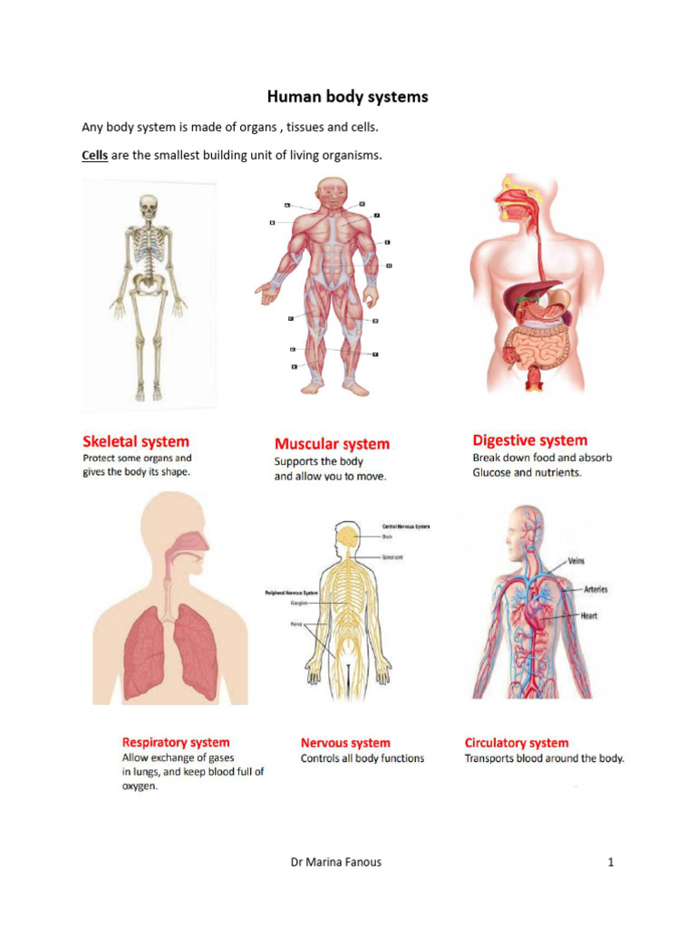 Human Body Systems | PDF | Human Body | Urinary System