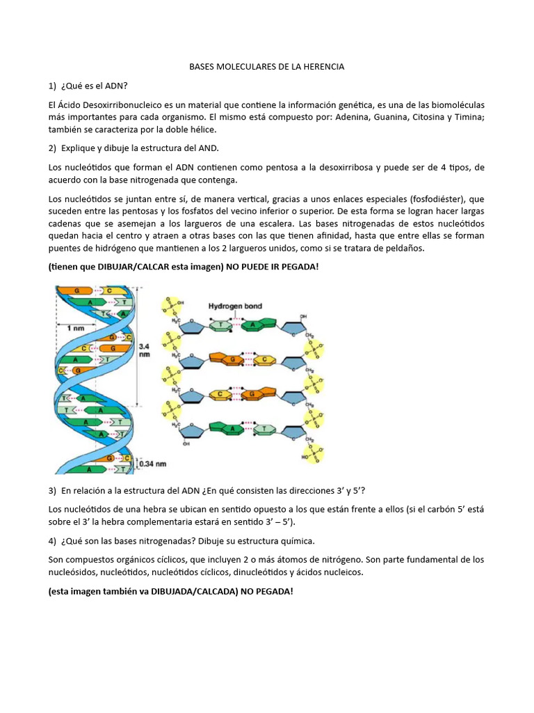 Bases Moleculares de La Herencia | PDF