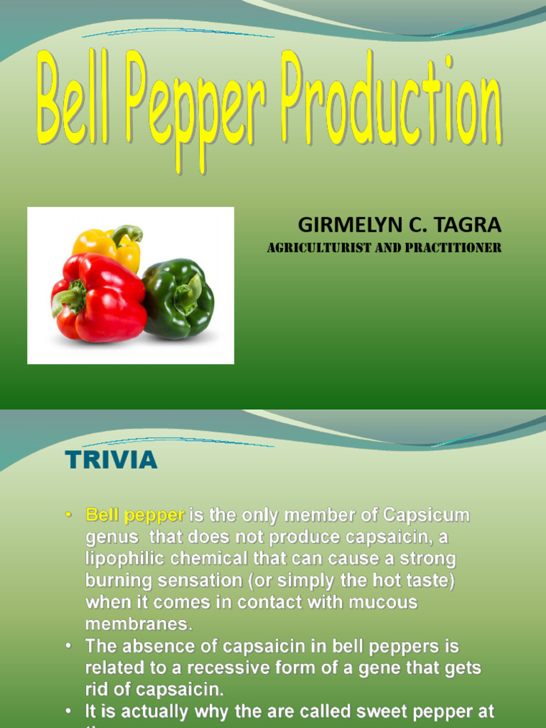 Bell Pepper Production | PDF