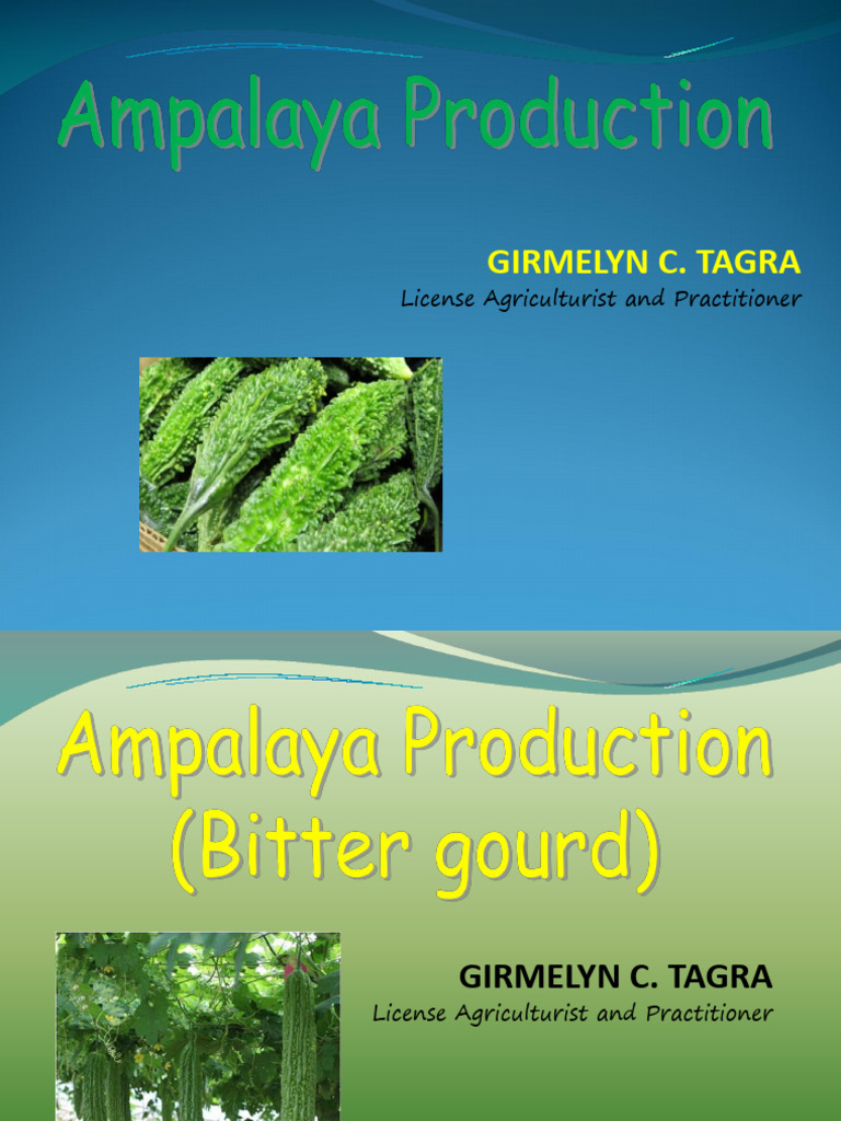 Ampalaya Production | PDF | Food And Drink | Agriculture