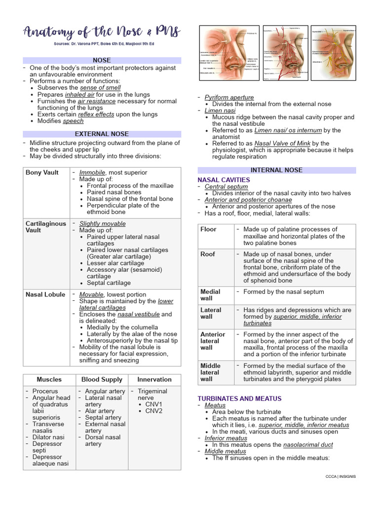 Anatomy and Physiology of Nose and PNS | PDF | Human Nose | Mucus