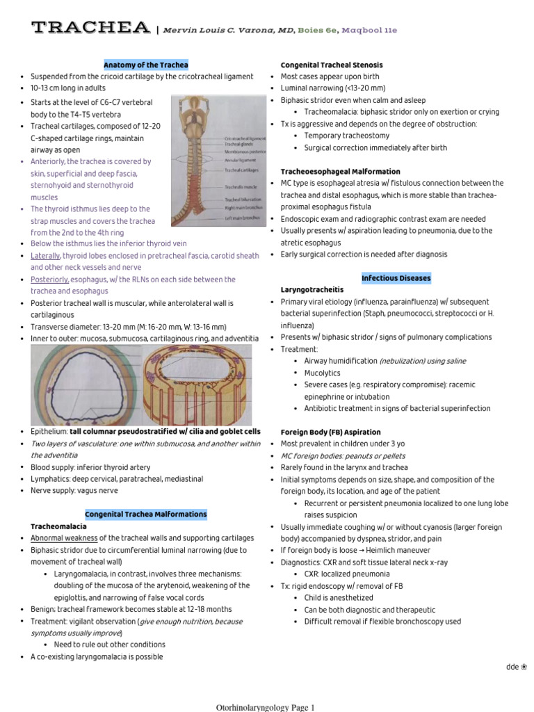 Trachea | PDF | Thorax (Human Anatomy) | Organ (Anatomy)