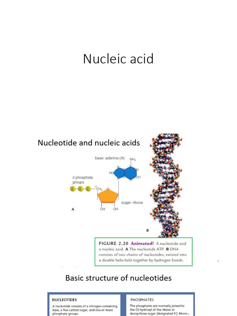 Nucleic Acid | PDF