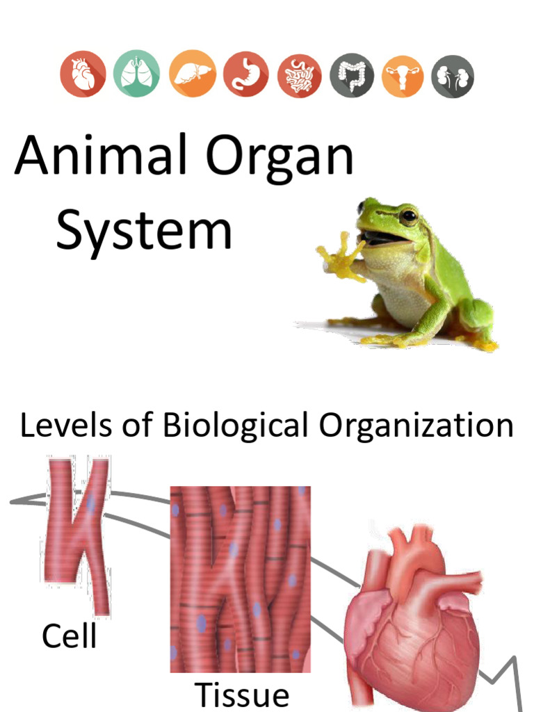 Module 8. Animal Organ System | PDF | Epithelium | Connective Tissue