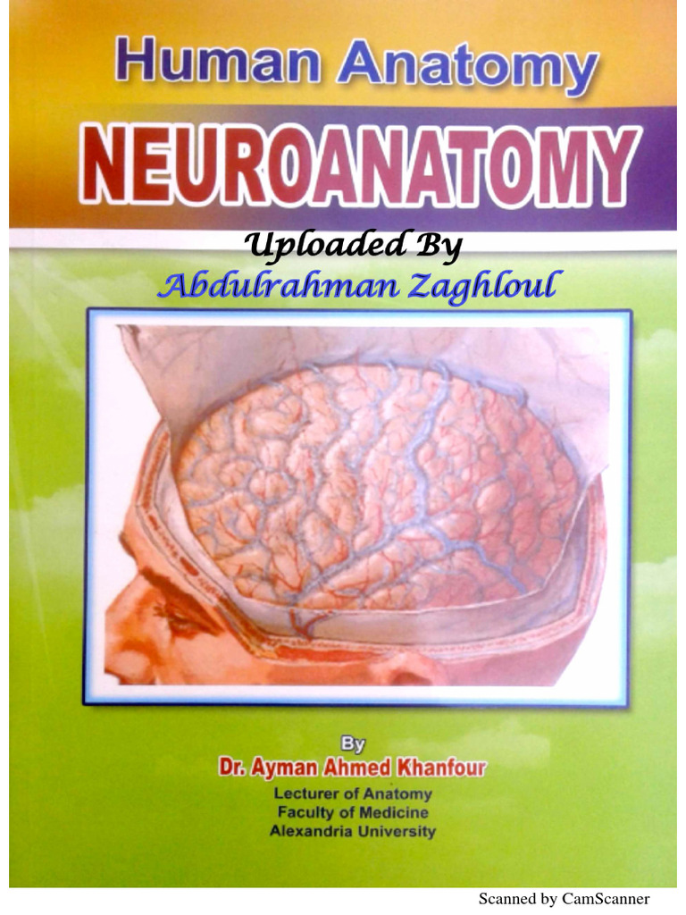 Neuroanatomy - Ayman Khanfour.. Abdulrahman Zaghloul | PDF