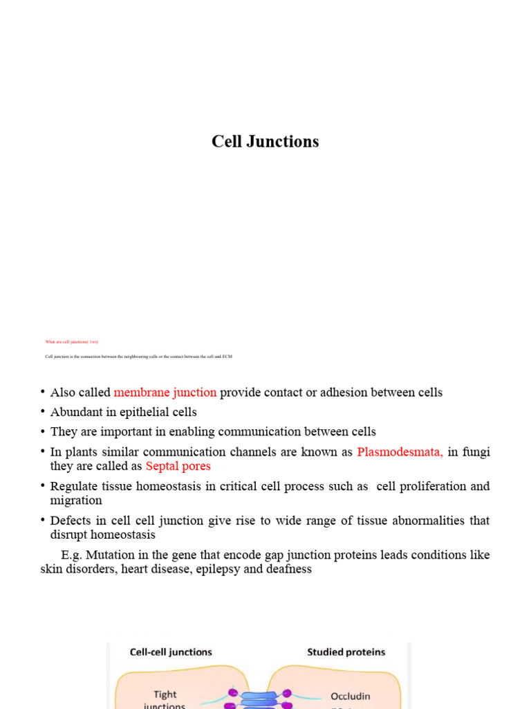 Cell Junctions | PDF | Cell Adhesion | Cell Membrane