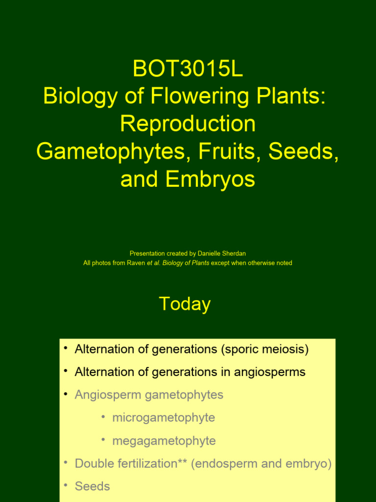 03 Angio Repro Gametoph Seeds | PDF | Fruit | Fertilisation