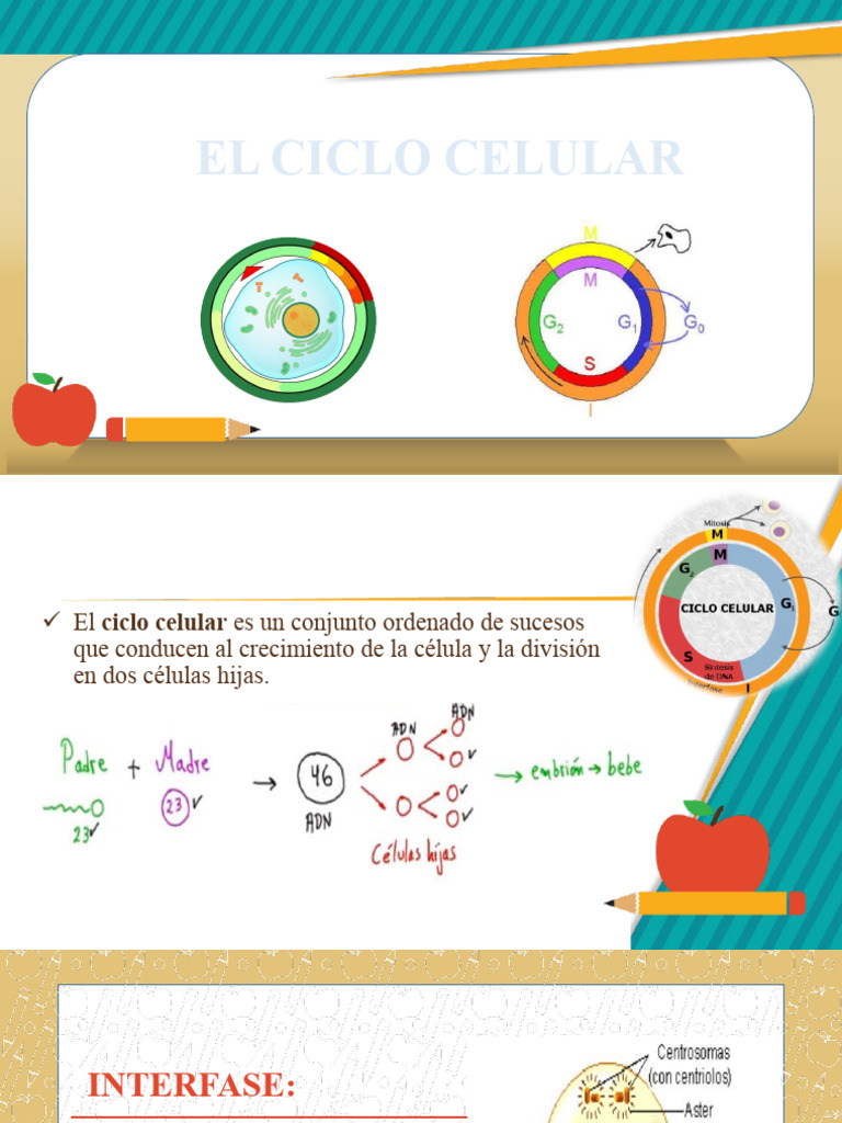 EL CICLO CELULAR PPT | PDF