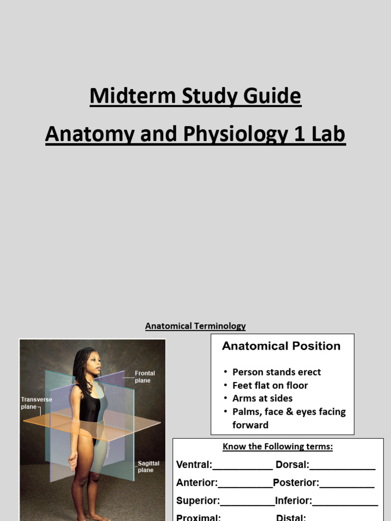 Midterm Study Guide For Anatomy and Physiology 1 Lab | PDF | Epithelium | Connective Tissue