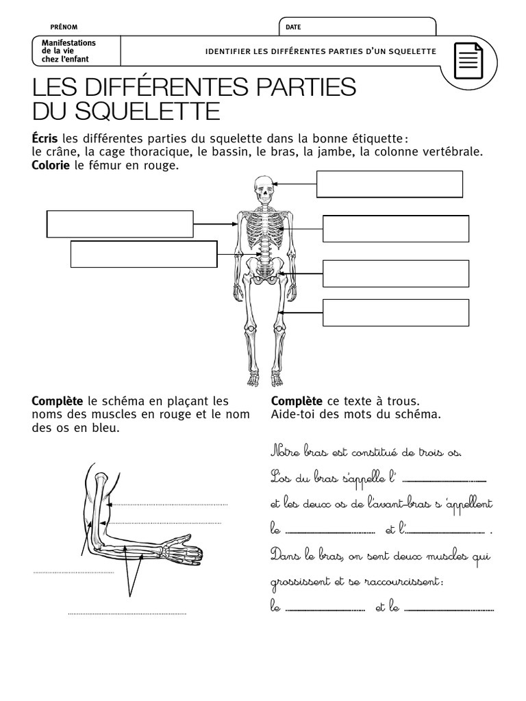 DE06-Les Differentes Parties Du Squelette | PDF