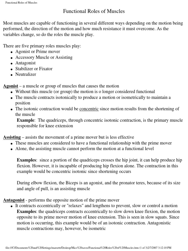 Functional Roles of Muscles | PDF | Anatomical Terms Of Motion | Elbow