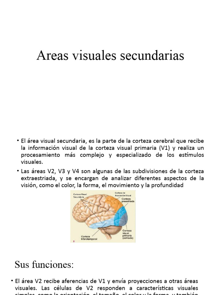 Funciones de las áreas visuales secundarias | PDF | Arte
