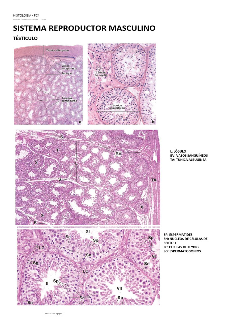 Histología - PC4 | PDF