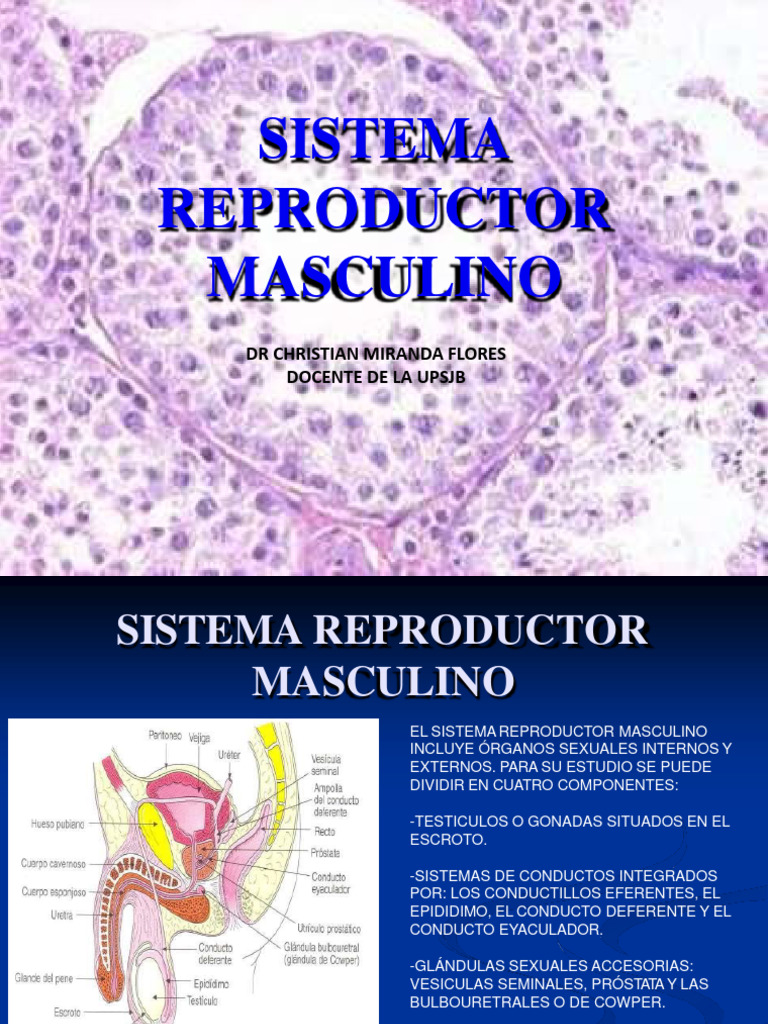 Histologia Aparato Reproductor Masculino | PDF