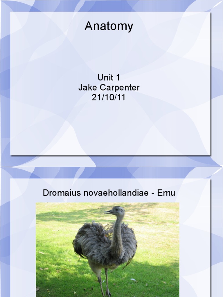 Anatomy: Unit 1 Jake Carpenter 21/10/11 | PDF