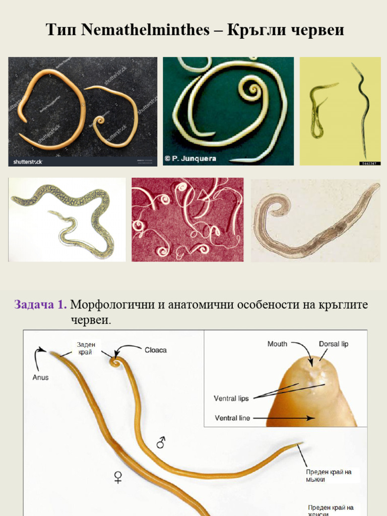 Krygli Chervei | PDF