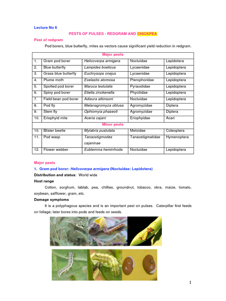 Pest of Pulses in India | PDF | Pupa | Lepidoptera
