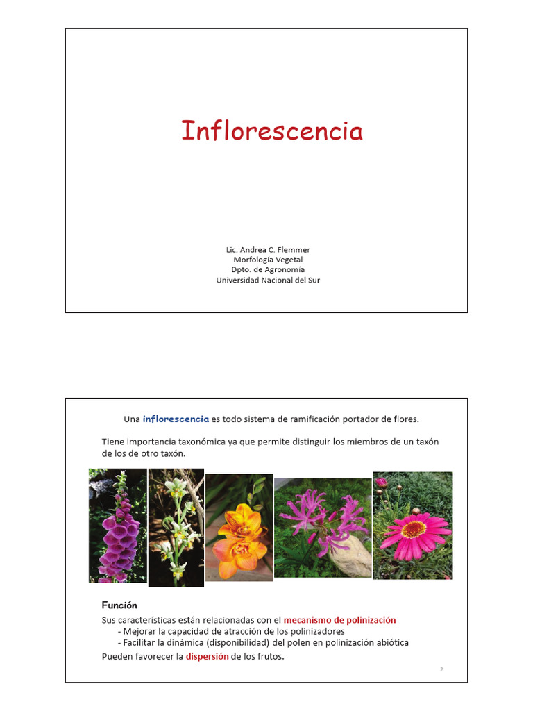 2022 INFLORESCENCIA Primera Parte para Imprimir | Descargar gratis PDF ...