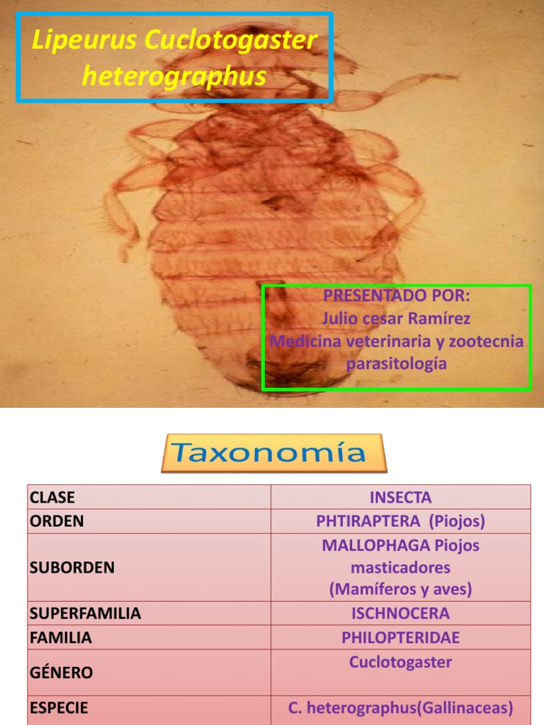 Lipeurus Cuclotogaster Heterographus | PDF