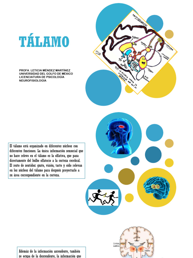 Funciones y Núcleos del Tálamo | PDF | Cerebro | Corteza cerebral