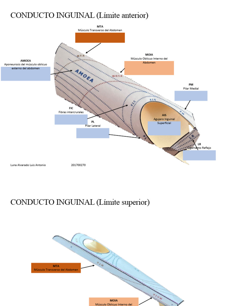 Conducto Inguinal | PDF | Abdomen | Anatomía humana