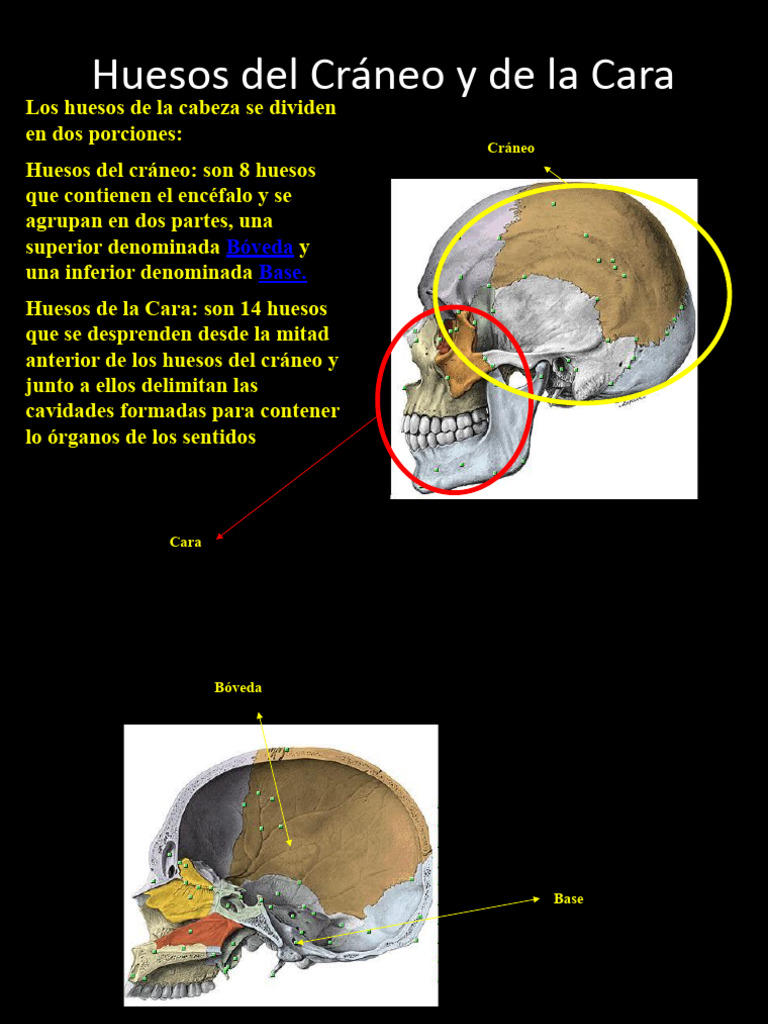 Huesos del Cráneo y la Cara: Guía Completa | PDF | Anatomía humana ...