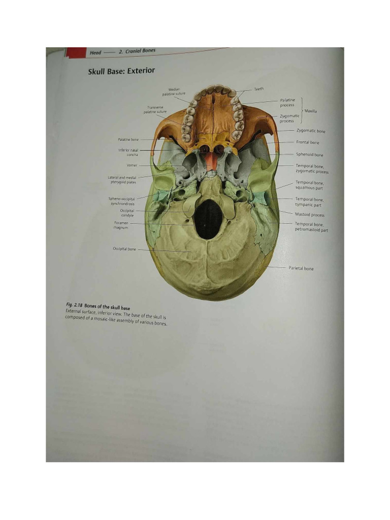 Skull Base-Exterior | PDF